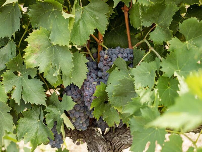 Tour and tasting at the Casalbosco estate - The Family and Winemaking Philosophy