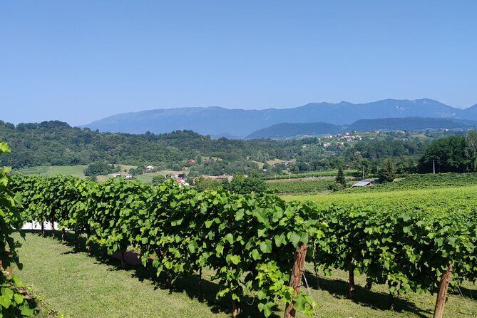 Tour and tasting in the hills of Prosecco Superiore DOCG - An In-Depth Look at the Experience