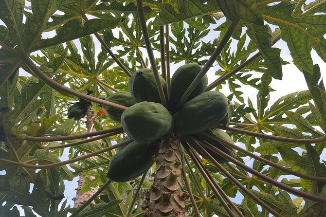 Tour Around the Island - Private VIP Tour in Tenerife - El Drago Milenario – The Ancient Dragon Tree  