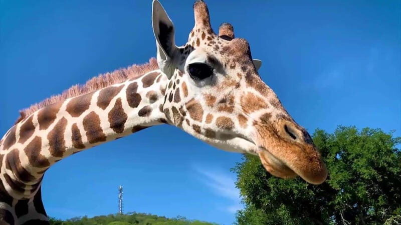 Tour "Bioparque" + Traslados + Tickets incluidos - Key Points