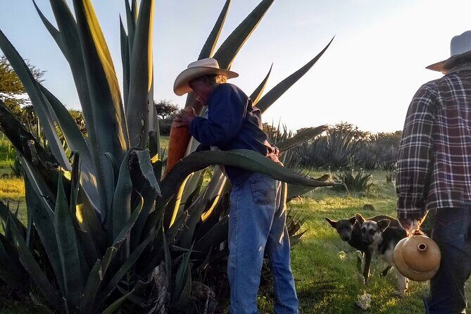 Tour de Pulque en Tepotzotlán, Pueblo Mágico - Who Should Book This Tour?  