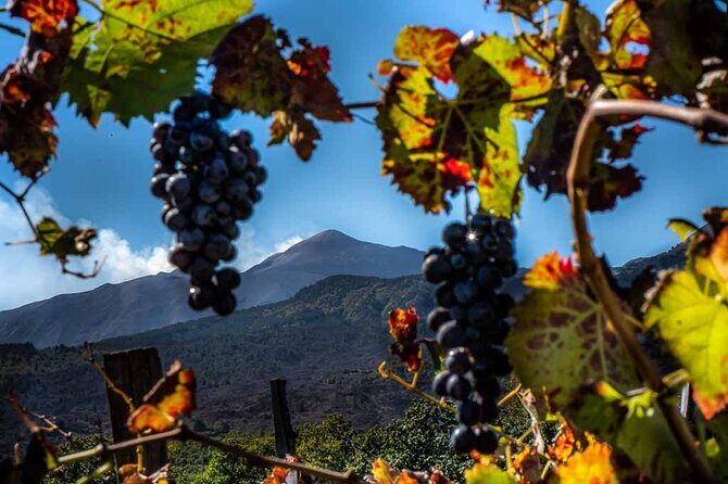 Tour Etna and Wine an experience between nature and aromas with taste. - Key Points