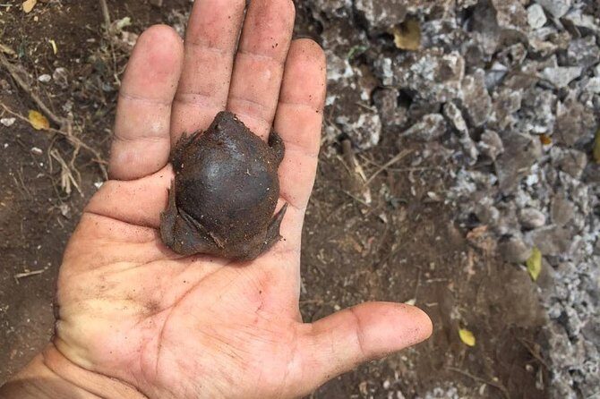 Tour Herpetologico - Final Thoughts: Is It Worth It?