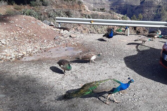 Tour in a real VW 70's Buggy in Gran Canaria 4 People. - FAQ