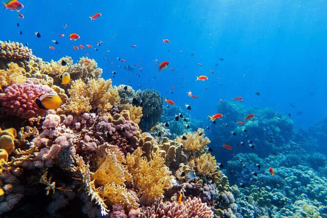 Tour in the Contoy Island Reserve Plus Visit to Isla Mujeres - Introduction