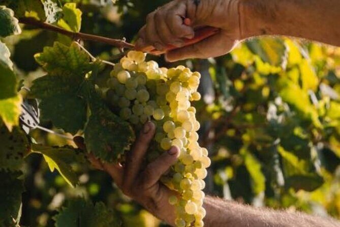 Tour in the Prosecco Hills Tour from Padua - The Practical Details