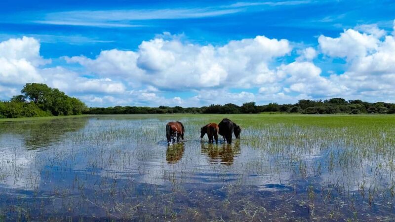 Tour Nature & Wildlife from Cagliari - Pricing & Value: Is It Worth It?