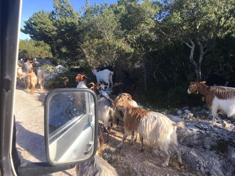 Tour Nature & Wildlife from Cagliari - Who Should Book This Tour?