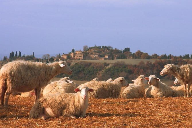 Tour of 900year old secret cellars + tasting of 3 wines and bread with EVO oil - Authenticity and Unique Aspects