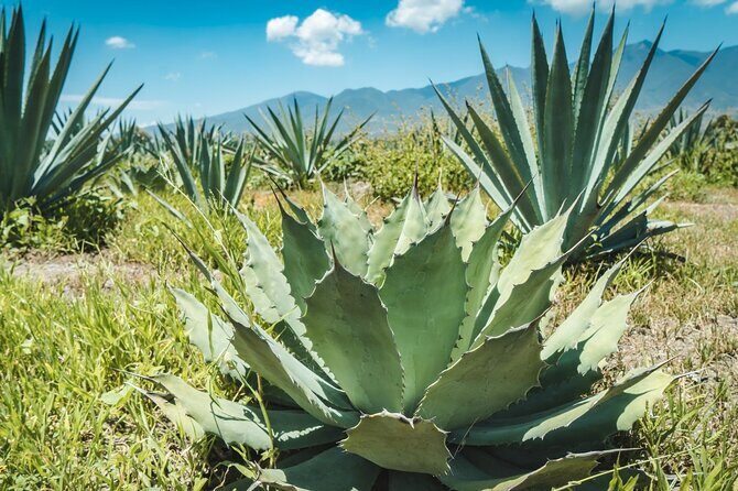 Tour of Puebla and tour of Atlixco (private tour) - A Closer Look at the Tour Experience
