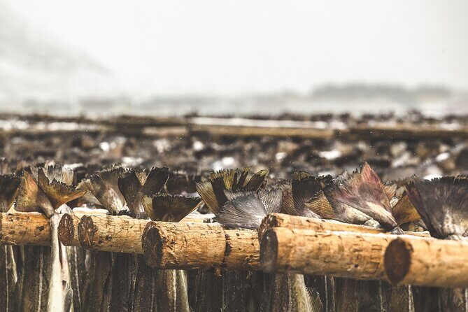 Tour of the authentic fjords of Kvaløya - Final Thoughts
