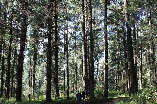 Tour of the Sierra Juárez, Ixtlán, Guelatao and Capulálpam - Key Points