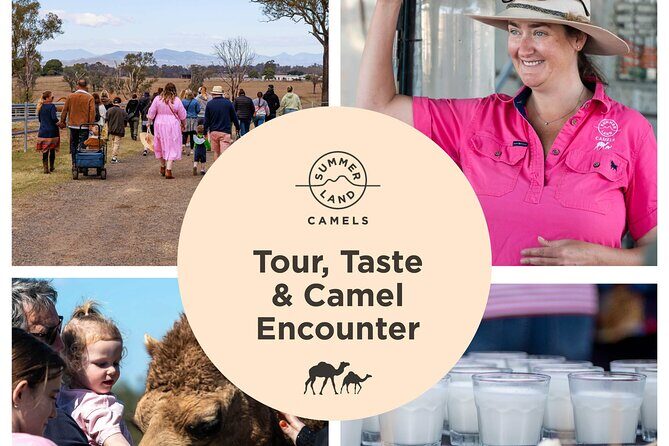 Tour, Taste & Camel Encounter - Key Points