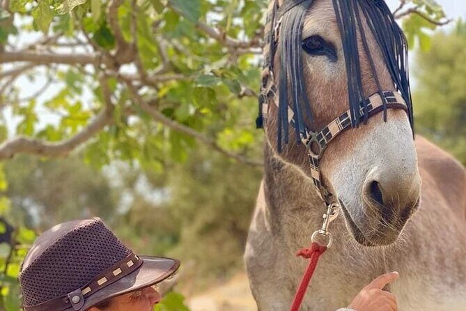 Tour the Sanctuary and Walk with the Donkeys and Share their Love - The Scenic Countryside