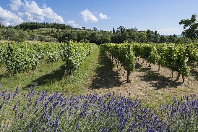 Tour through the vineyards and wine and olive oil tasting in Tuscany - The Sum Up