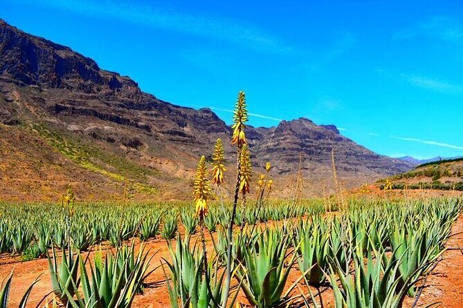 Tour to Arucas, Teror, Aloe Vera farm - Highlights - Exploring Gran Canaria’s Hidden Gems: A Detailed Review of the Arucas, Teror, and Aloe Vera Farm Tour