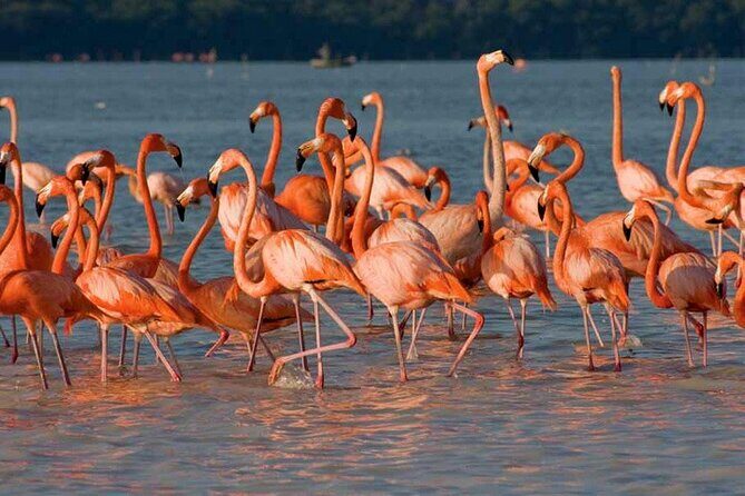 Tour to Celestun and see the flamingos - Key Points