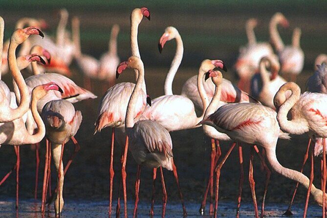 Tour to Celestun and see the flamingos - Authentic Experiences and Unique Insights