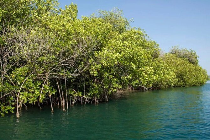 Tour to Celestun and see the flamingos - Final Thoughts: Is It Worth It?