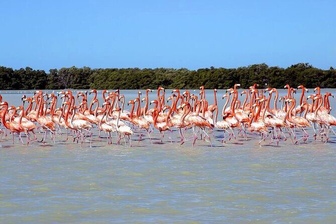 Tour to Celestun and see the flamingos - Who Should Consider This Tour?