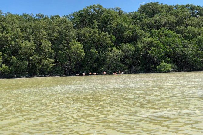 Tour to Celestún - What to Expect from the Celestún Tour