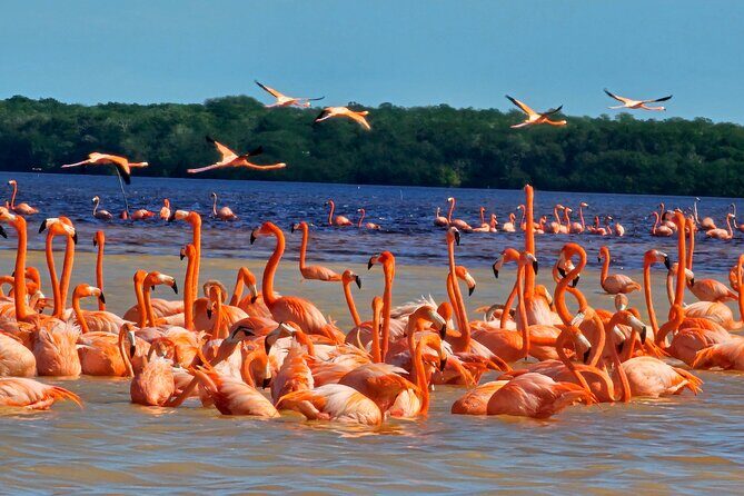 Tour to Celestún with View of Flamencos and Beach Club - Key Points