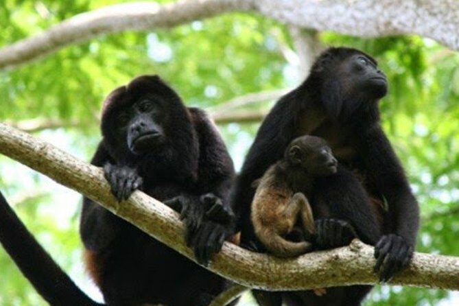 Tour to Dzibanche and Kohunlich with Transportation and 3 Course Meal Included - Transportation: Comfort and Convenience