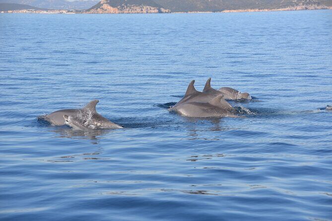 Tour to Figarolo Island with the possibility to observe dolphins - The Basics of the Figarolo Island Dolphin Tour