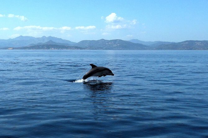 Tour to Figarolo Island with the possibility to observe dolphins - The Sum Up