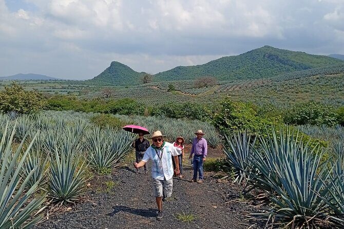 Tour to Guachimontones, hike agave fields and obsidian mines