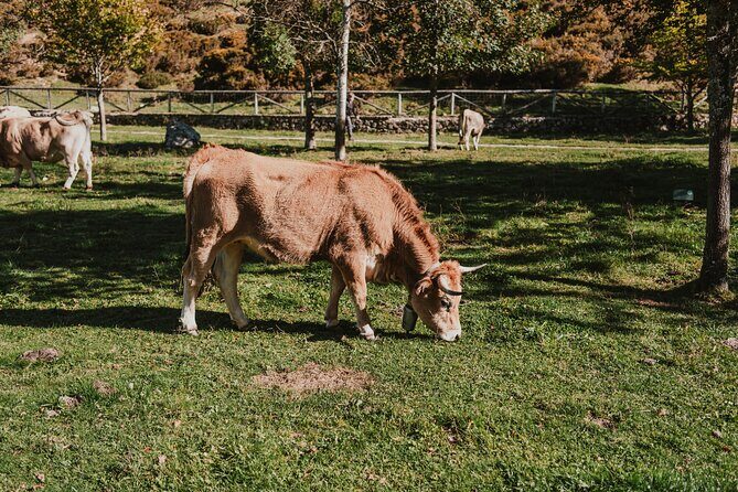 Tour to Lakes of Covadonga, Onís Cangas and Ballasts from Gijón - Who Will Love This Tour?