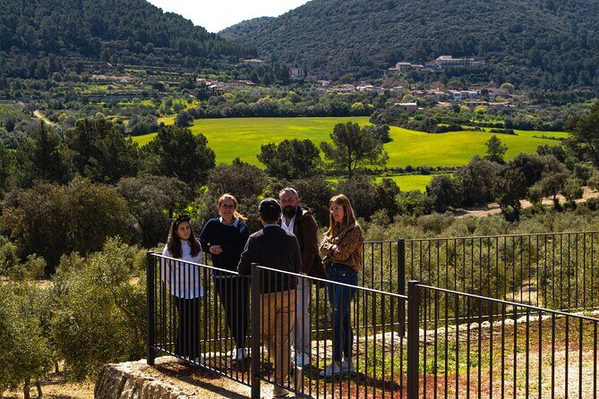 Tour to olive grove and olive mill, oil tasting and snack - Key Points