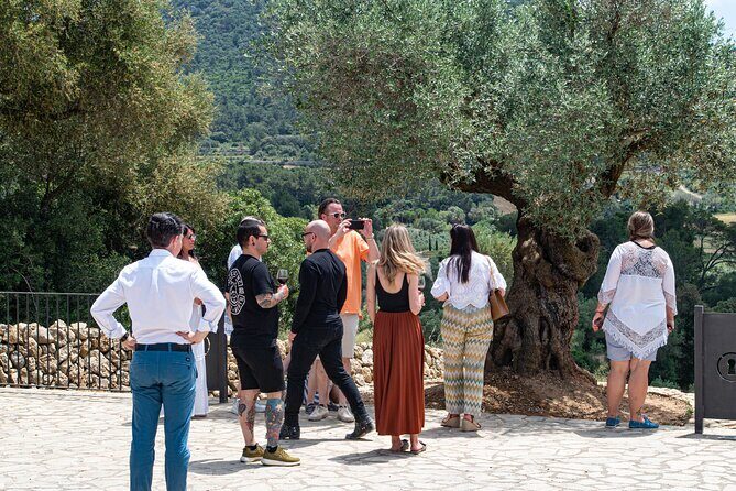 Tour to olive grove and olive mill, oil tasting and snack - Who Should Book This Tour?