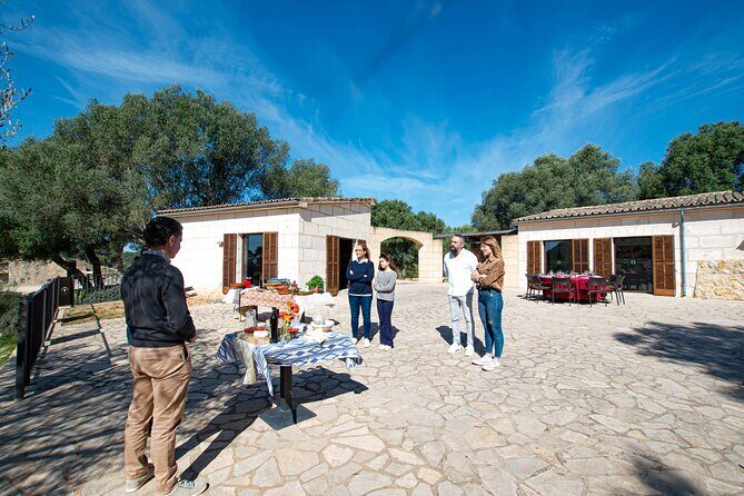 Tour to olive grove and olive mill, oil tasting and snack - The Sum Up