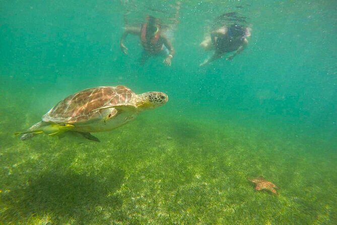 Tour to swim with turtles - Frequently Asked Questions