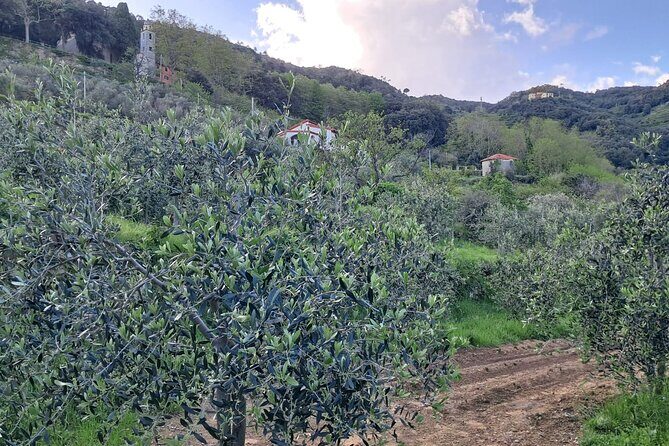 Tour to the Sanctuary of Vernazza with DOC 5 Terre wine tasting - Final Thoughts