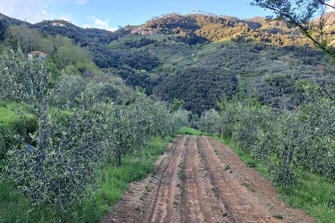 Tour to the Sanctuary of Vernazza with DOC 5 Terre wine tasting - FAQ