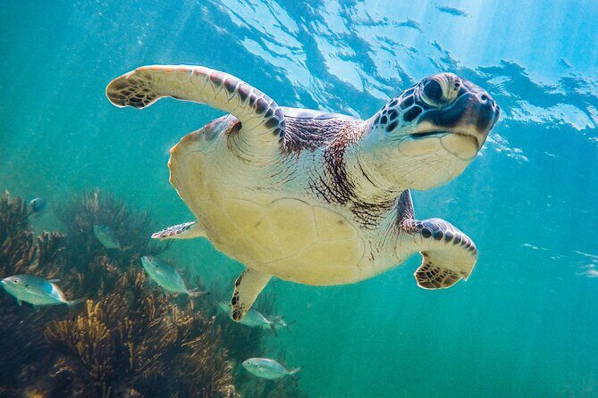 Tour to Tulum and Cenote Swimming with Turtles from Tulum - Why This Tour Is Worth It  