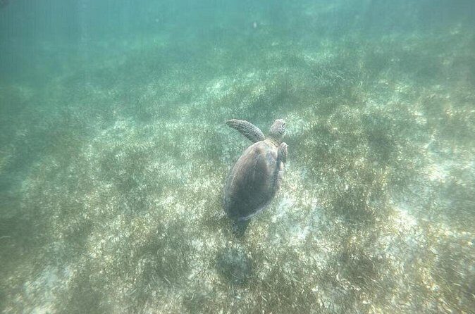 Tour Tulum, Cenote and Swim with Turtles in Akumal - What Past Travelers Say