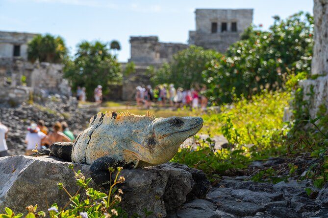 Tour tulum, coba, cenote, and playa del carmén 4x1 - Introduction: A Well-Rounded Day in the Yucatán  