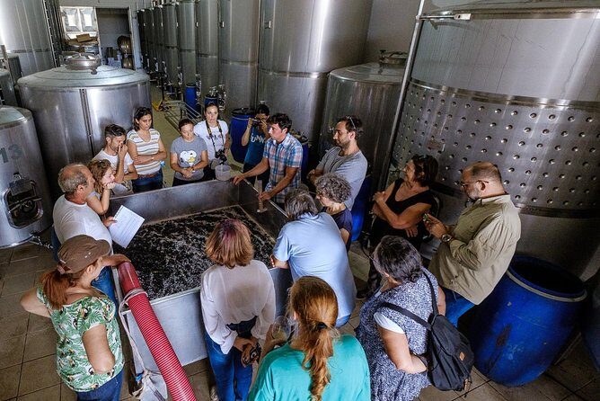 Tour & Wine tasting - Authentic Algarve Flavours by Quinta da Tôr - A Deep Dive into the Experience