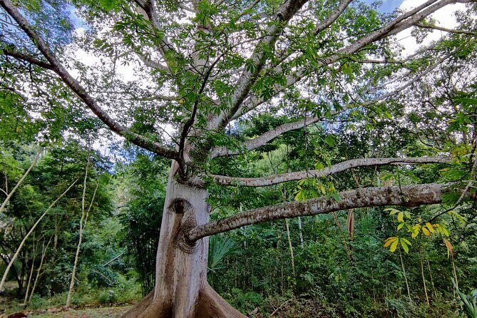Tour with entrance to Ek Balam Cenote and Valladolid from Cancun - Who Is This Tour Best Suited For?