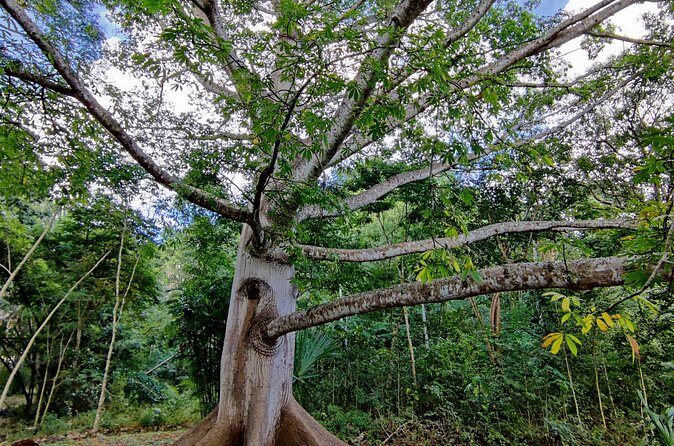 Tour with entrance to Ek Balam Cenote and Valladolid from Cancun - Final Thoughts