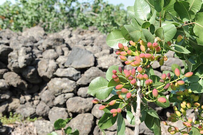 tour with tasting in the Bronte pistachio plantations - Tasting the Green Gold