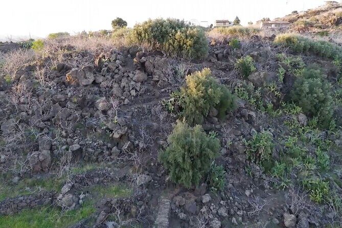 tour with tasting in the Bronte pistachio plantations - Authentic Experiences and Highlights