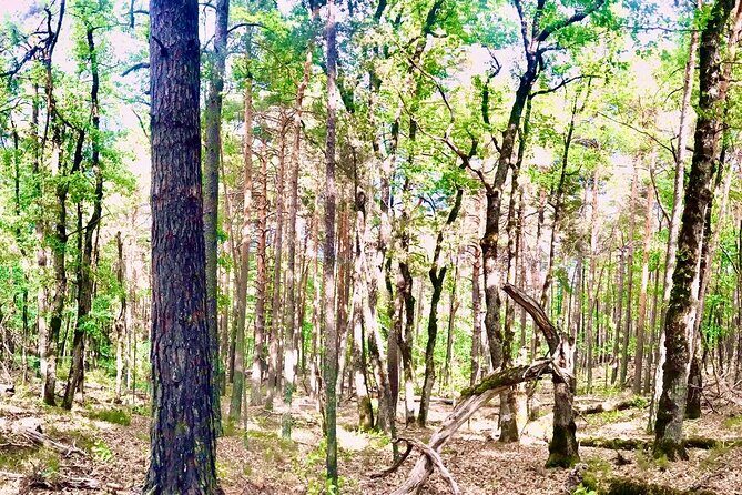 Tour with the Mountain Train, Trek to Mystic Forest and Castle - A Complete Guide to the Mountain Train, Trek to Mystic Forest and Castle Tour