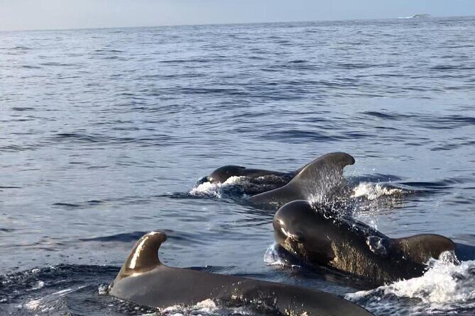 Tour with Whale and Dolphin Watching plus food included - The Sum Up