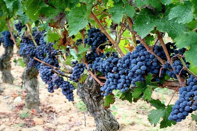 Touraine-Chenonceau private tour - The Experience’s Strengths