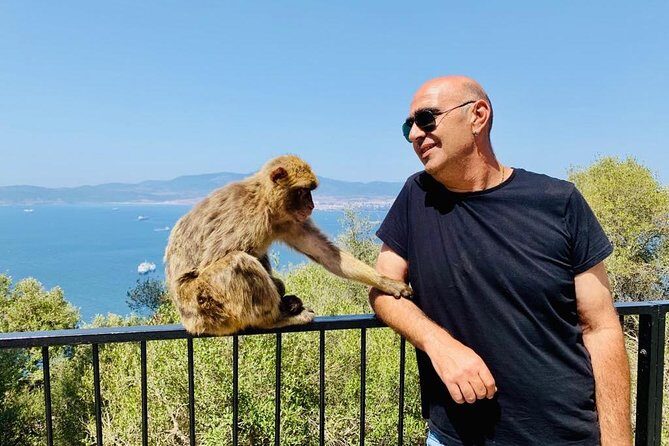 Tours of Gibraltar - STANDARD TOUR - Apes Den: Monkey Business on the Rock