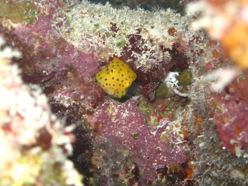 Townsville & Magnetic Island: MOUA & Reef Scuba Experience - Visualize the Experience